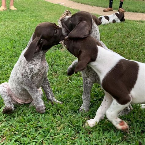 German Shorthaired Pointers