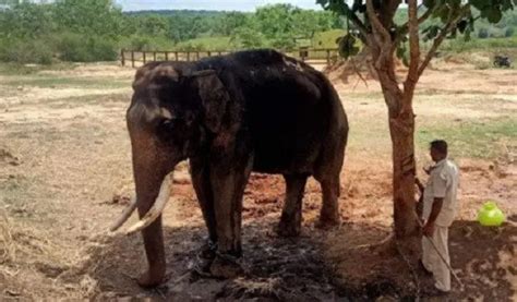Elephant Balls Disease