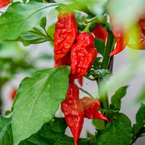 Bhut Jolokia Ghost Pepper Behold The Ghost Pepper Or Bhut Jolokia