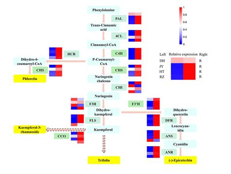 Research Reveals Metabolite Variations In Kiwifruit Roots And Fruits