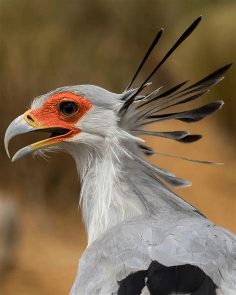 Gorgeous Eyelashes Of The Secretary Bird Unusual Animals Wild