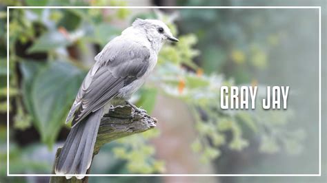 8 Gray Bird With White Stripes On Wings And Tail With Picture