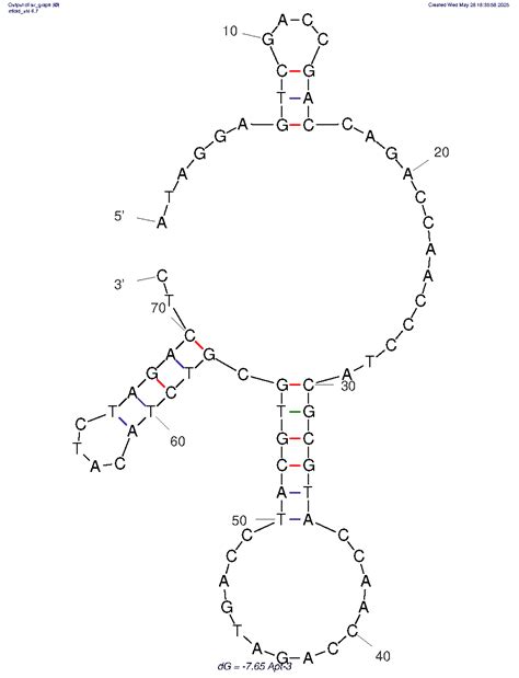 Apt 3 Aptamer Against C Promoter Binding Factor 1 Cbf1