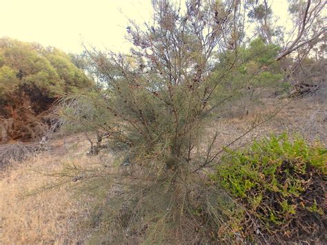 Allocasuarina Striata The Missing Library