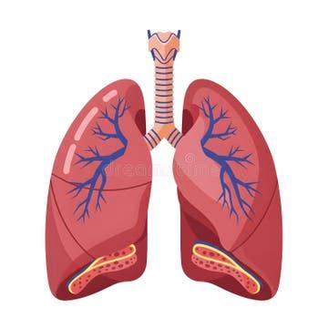 Anatomical Diagram Of Human Lungs Human Lungs Diagram Vector