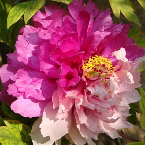 Paeonia tree Hua Er Qiao (tube) Пион древовидный Две Сестры купить ...
