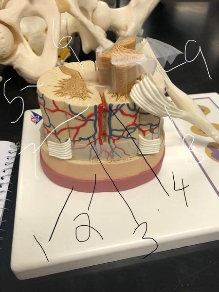 Aandp Ii Lab 1 4 Diagram Quizlet