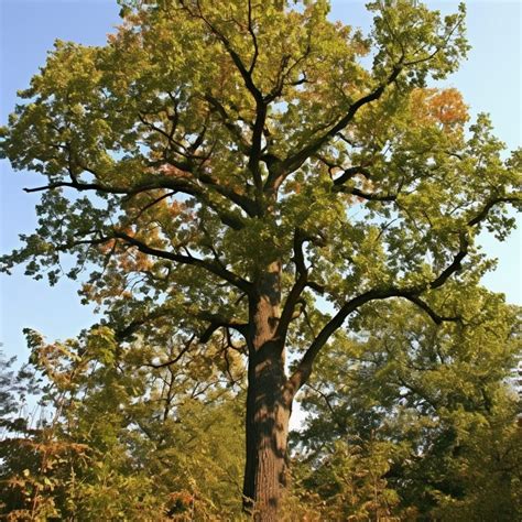The 10 Best Oak Tree Types Rhythm Of The Home