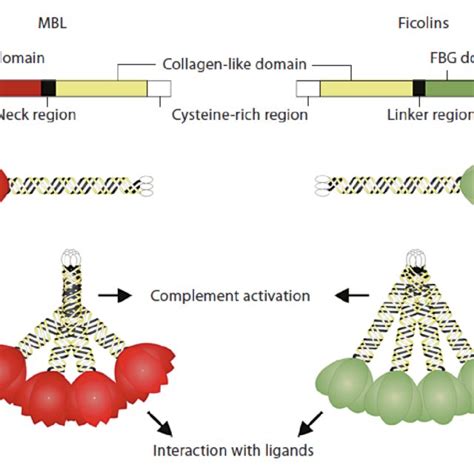2 Structure Of The C1 Component Of The Classical Pathway Of Complement