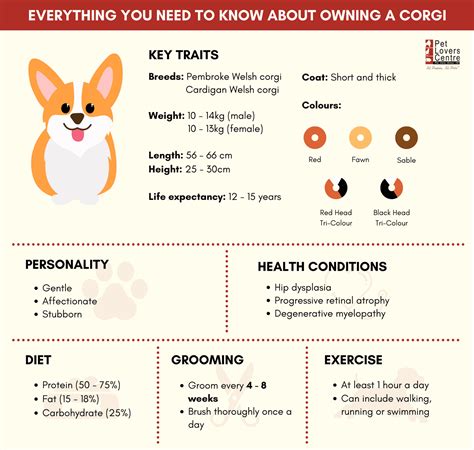 Corgi In Singapore How To Care For Them Prices
