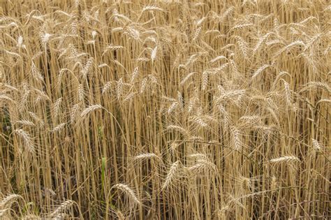 Going For Whole Grains The Lyons Share Wellness