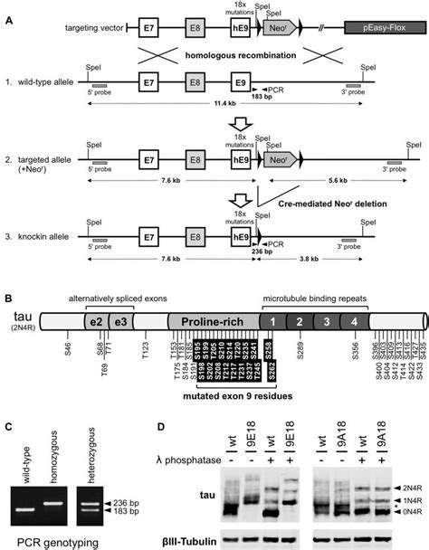 Generation Of Mapt 9e18 And Mapt 9a18 Phosphomimetic And Download Scientific Diagram