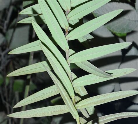 Hypericum Podocarpoides Eflora Of India
