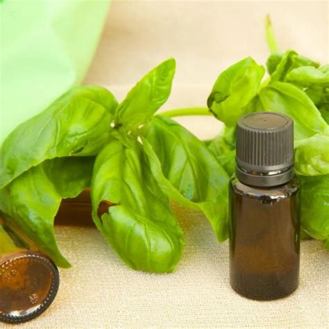 Indian Basil Oil Packaging Size 25 Kg 100 Pure At ₹ 2470litre In Noida