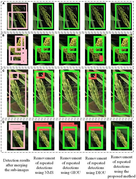 frontiers field rice panicle detection and counting based on deep learning