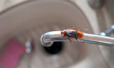 Kako Se Rešiti Buba U Kuhinji Kompletan Vodič Za Efikasno Uklanjanje