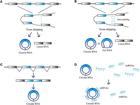 Frontiers Roles Of Circular Rnas In Neurologic Disease