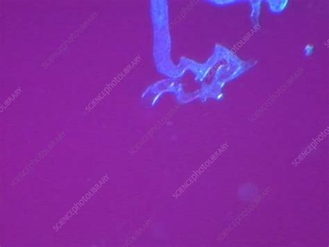 Copper Sulphate Crystal Growth Stock Video Clip K Science Photo Library