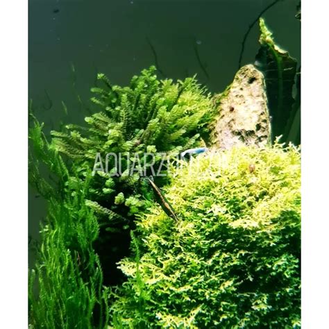 Very Rare True Jade Lotus Moss Jungermannia Truncata