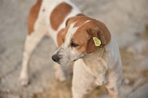 Кучиња скитници каснале три лица во Скопје Skopjeinfo Mk
