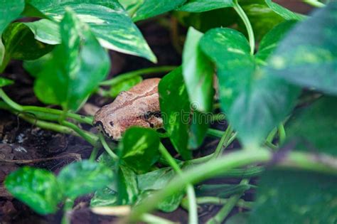 Python Regius Hiding In The Branches Of A Tree Stock Image Image Of