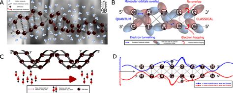 A Schematic Visualization Dna As Harmonic Oscillator In A Cell Far A Schematic Visualization Dna As Harmonic Oscillator In A Cell Far