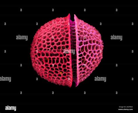 Diatom Coloured Scanning Electron Micrograph Sem Diatoms Are A Group Of Photosynthetic