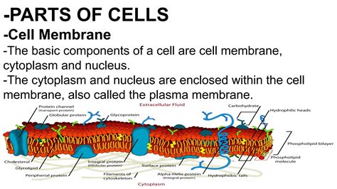 chapter 8 cells structure and functions class 8 science pdf
