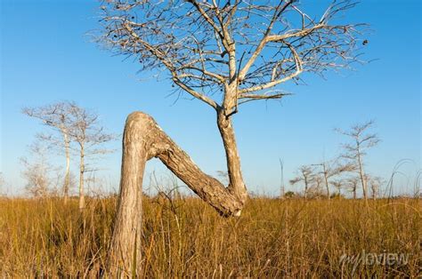 Unique Formed Dwarf Cypress Tree In Sawgrass • Wall Stickers Wilderness