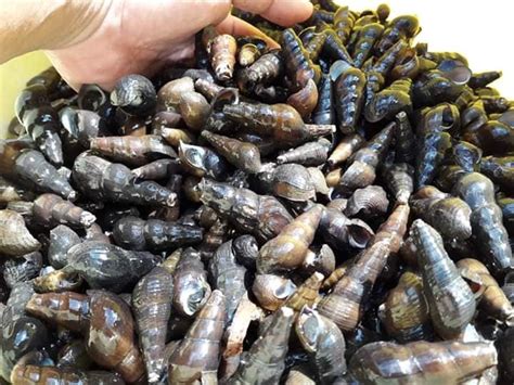 Manfaat Siput Sedut Yang Tak Disangka Sangka