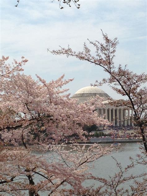 Cherry Blossom Festival Washington Dc Cherry Blossom Festival