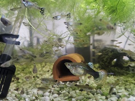 Donez Pesti Femele Pui Guppy Galati • Olx Ro