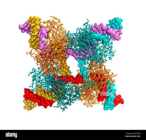 Enzyme Catalysing Dna Recombination Computer Model Showing The Molecular Structure Of The