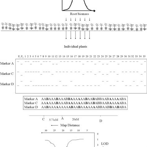 Linkage Mapping Based Quantitative Trait Loci Qtl Analysis For