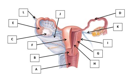 Uterus Diagram Unlabeled