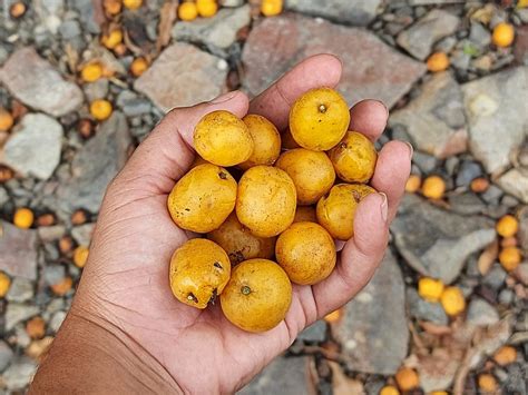 El Jobo Una Fruta Singular En Segundos Panama