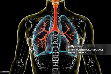 Anatomy Of Human Respiratory System Illustration High Res Vector