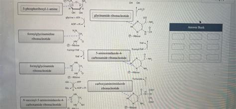 Solved In 15 Of 25 Prpp 5 Phosphoribosyl 1 Amine H De Novo