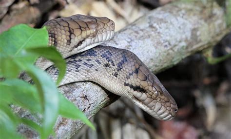 Pair Of Giant Snakes Having Sex Fall Through Aussie Couples Ceiling Pair Of Giant Snakes Having Sex Fall Through Aussie Couples Ceiling