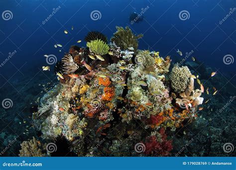 Raja Ampat Coral Reef Stock Image Image Of Hard Diving 179028769