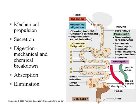 The Digestive System And Body Metabolism Digestion Breakdown