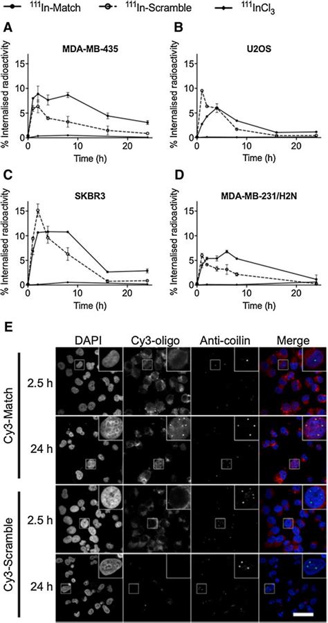 Cellular Uptake And Subcellular Distribution Of Htrtargeting Download Scientific Diagram