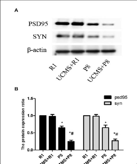 Western Blotting Analysis Reveals Psd95 And Syn Protein Bands A
