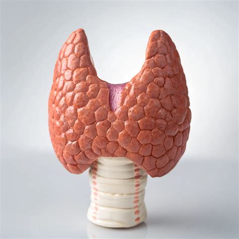 Thyroflex Panel For Thyroid Motility Younger