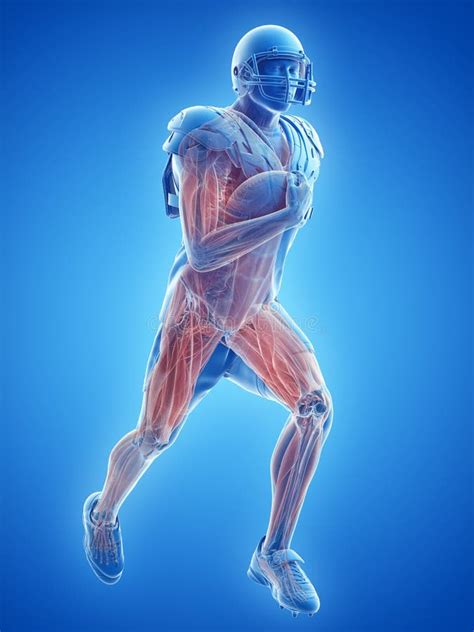 The Muscle System Of An American Football Player Stock Illustration