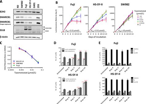 Ss18 Ssx Translocation Positive Synovial Sarcoma Cell Lines Are Download Scientific Diagram