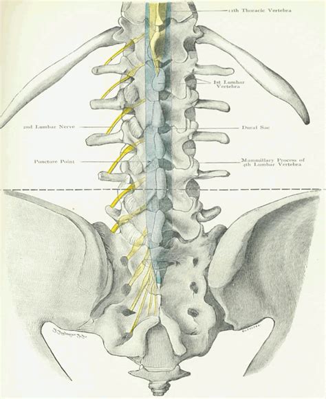 Lumbar Nerves An Overview Sciencedirect Topics 58 Off