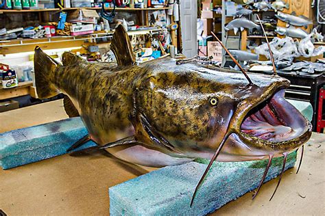 Flathead Catfish 59r Full Mount Fiberglass Fish Replica The Fish