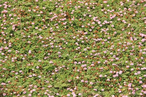 Pink Kurapia Uc Landscape Plant Irrigation Trials™