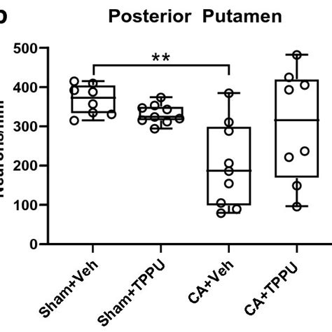 Neuron Counts Per Mm² In A Anterior Putamen B Posterior Putamen And C